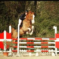 Cheval Annonce - Petites annonces équestres - Cavalier - Chevaux ...