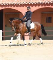 Cheval Annonce - Petites annonces équestres - Cavalier - Chevaux ...