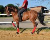 Cheval Annonce - Petites annonces équestres - Cavalier - Chevaux ...