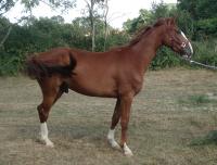 Cheval Annonce - Petites annonces équestres - Cavalier - Chevaux ...