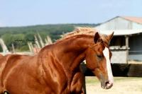 Cheval Annonce - Petites annonces équestres - Cavalier - Chevaux ...