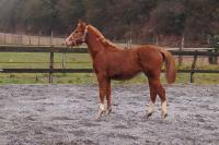 Cheval Annonce - Petites annonces équestres - Cavalier - Chevaux ...