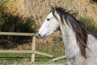 Cheval Annonce - Petites annonces équestres - Cavalier - Chevaux ...