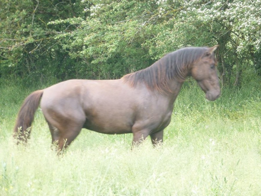 Petites annonces cheval, annonces équestres | ChevalAnnonce.com