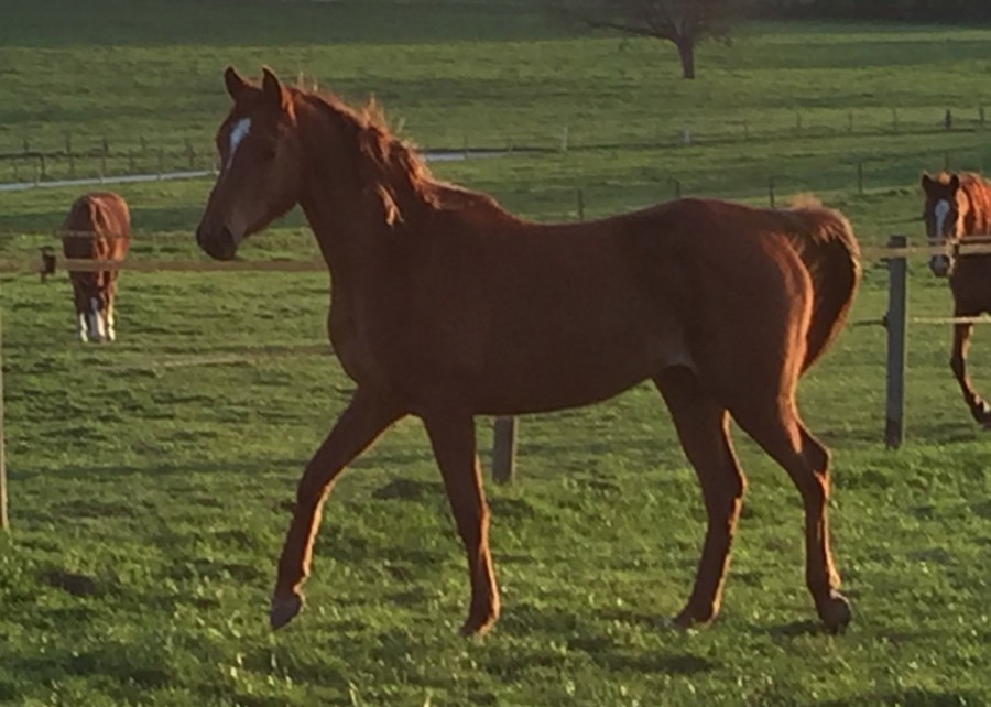 Petites annonces cheval, annonces équestres | ChevalAnnonce.com