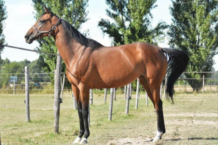 Chevaux à vendre en Champagne Ardenne | ChevalAnnonce.com