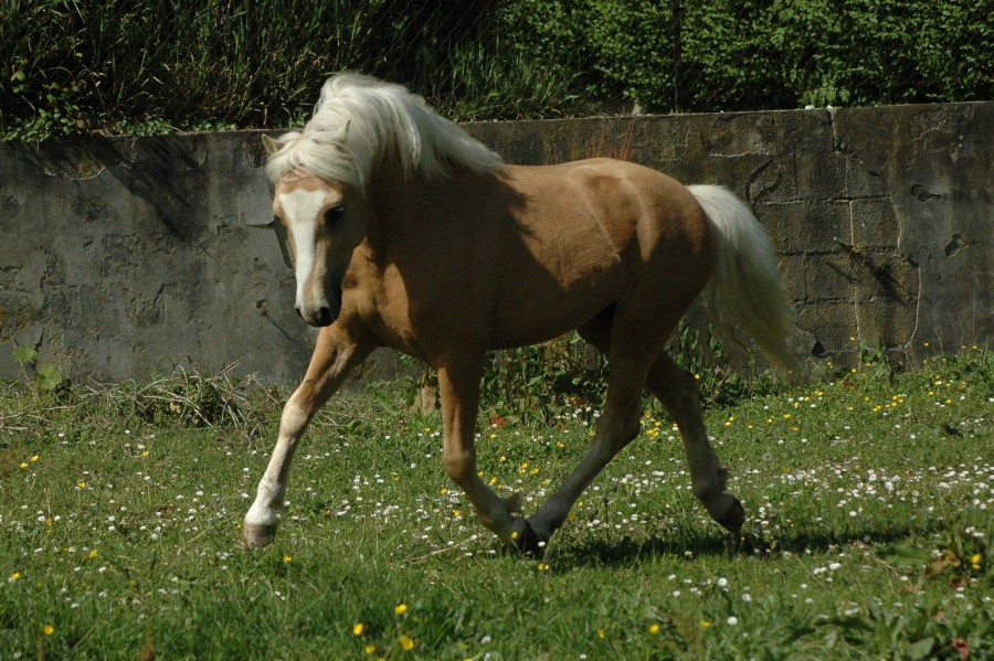 Achat de poneys - Acheter un poney sur ChevalAnnonce.com