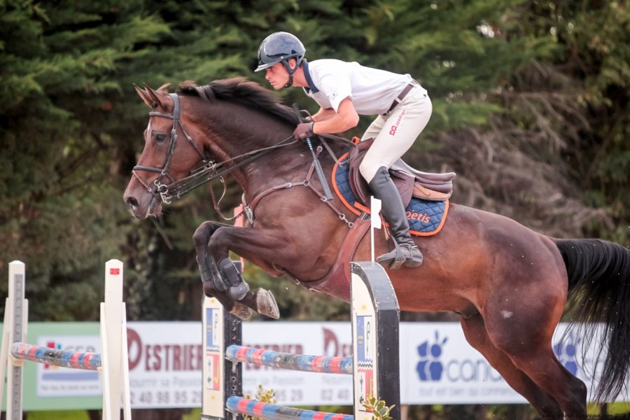 Petites annonces cheval, annonces équestres | ChevalAnnonce.com