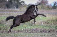 Cheval Annonce - Petites annonces équestres - Cavalier - Chevaux ...