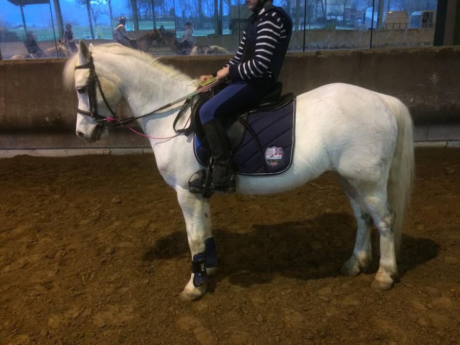 Poneys Welsh Cob à vendre | ChevalAnnonce.com