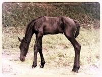 Le cheval Frison, une race à découvrir