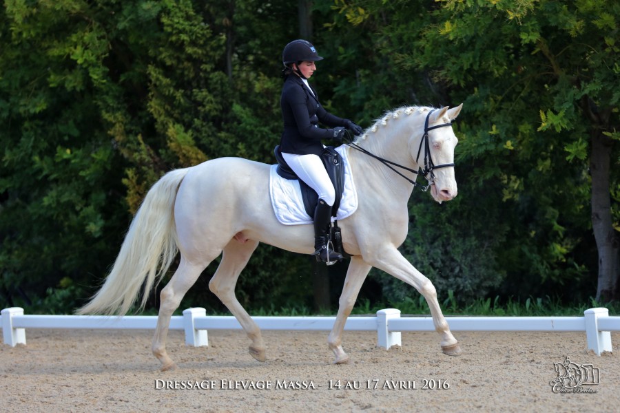 Petites annonces cheval, annonces équestres | ChevalAnnonce.com