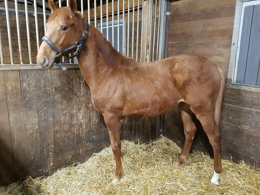 Cheval Annonce - Petites annonces équestres - Cavalier - Chevaux ...