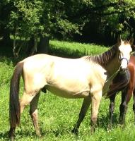Chevaux isabelle à vendre | ChevalAnnonce.com