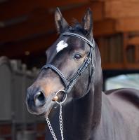 Cheval Annonce - Petites annonces équestres - Cavalier - Chevaux ...