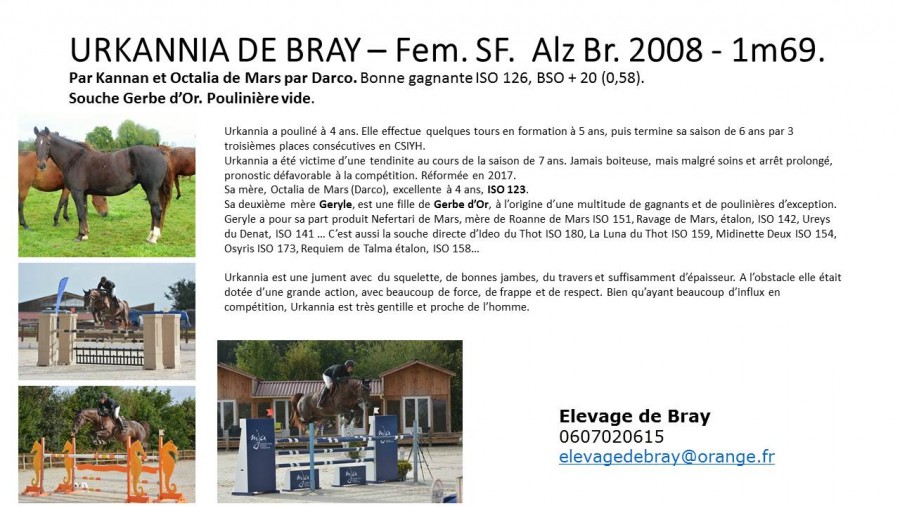 Petites annonces cheval, annonces équestres | ChevalAnnonce.com