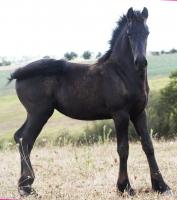 Le cheval Frison, une race à découvrir