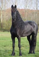 Le cheval Frison, une race à découvrir