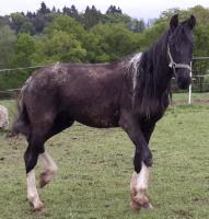 Le cheval Frison, une race à découvrir