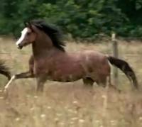 Petites annonces cheval, annonces équestres | ChevalAnnonce.com