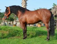 Cheval Annonce - Petites annonces équestres - Cavalier - Chevaux ...