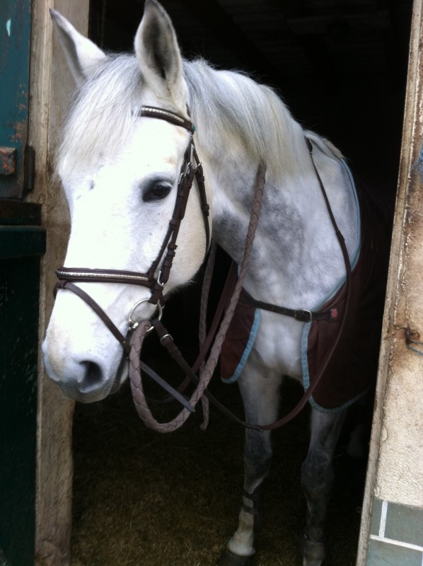 Petites annonces cheval, annonces équestres | ChevalAnnonce.com