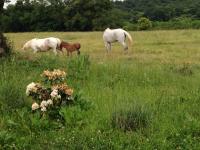 Cheval Annonce - Petites annonces équestres - Cavalier - Chevaux ...