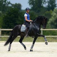 Petites annonces cheval, annonces équestres | ChevalAnnonce.com