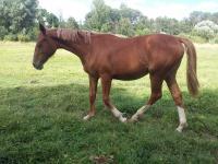 Cheval Annonce - Petites annonces équestres - Cavalier - Chevaux ...