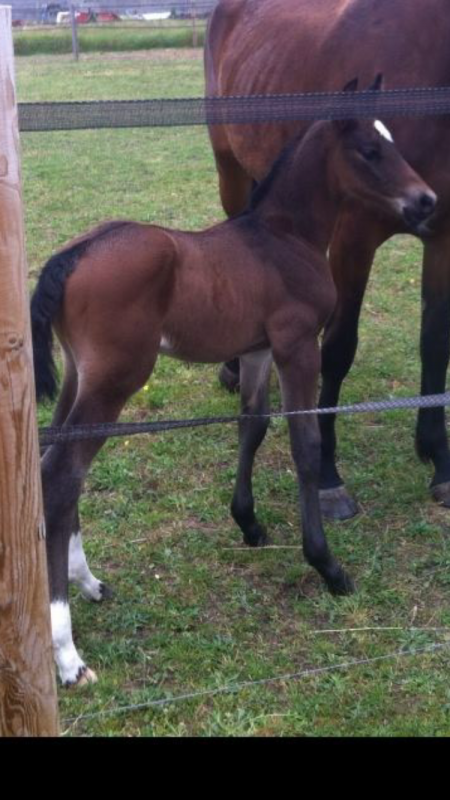 Cheval Annonce - Petites annonces équestres - Cavalier - Chevaux ...