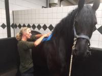 Cheval Annonce - Petites annonces équestres - Cavalier - Chevaux ...