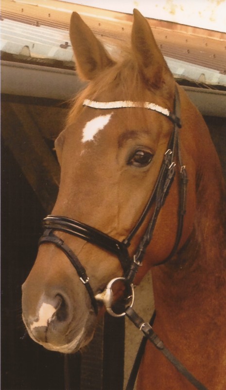 Cheval Annonce - Petites annonces équestres - Cavalier - Chevaux ...