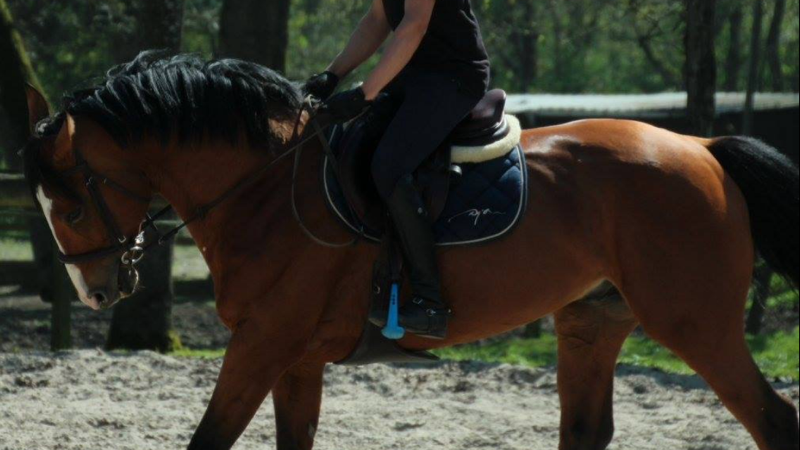 Cheval Annonce - Petites annonces équestres - Cavalier - Chevaux ...