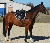 Cheval Annonce - Petites annonces équestres - Cavalier - Chevaux ...