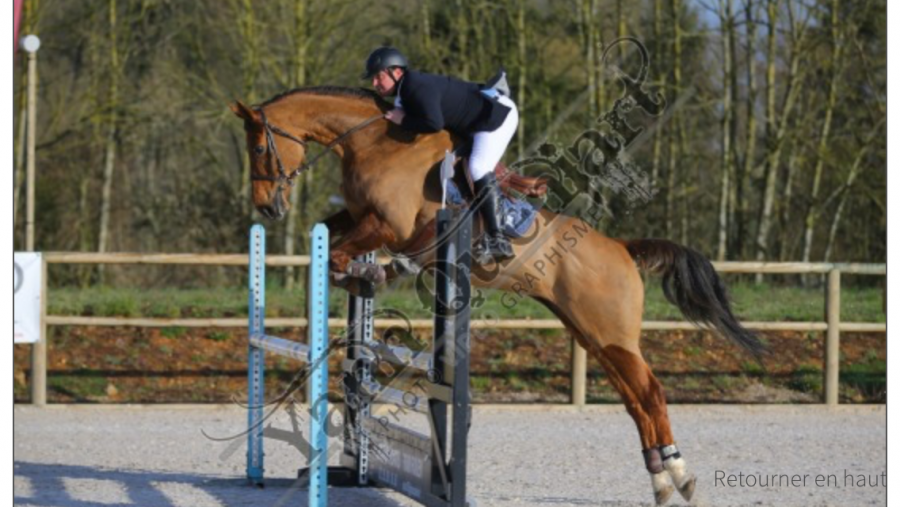 Cheval Annonce - Petites annonces équestres - Cavalier - Chevaux ...