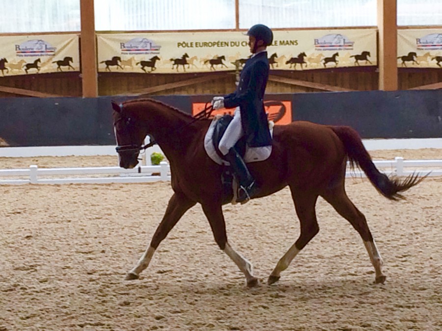 Cheval Annonce - Petites annonces équestres - Cavalier - Chevaux ...