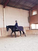 Cheval Annonce - Petites annonces équestres - Cavalier - Chevaux ...