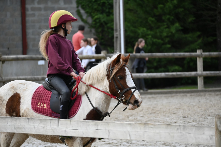 Achat de poneys - Acheter un poney sur ChevalAnnonce.com