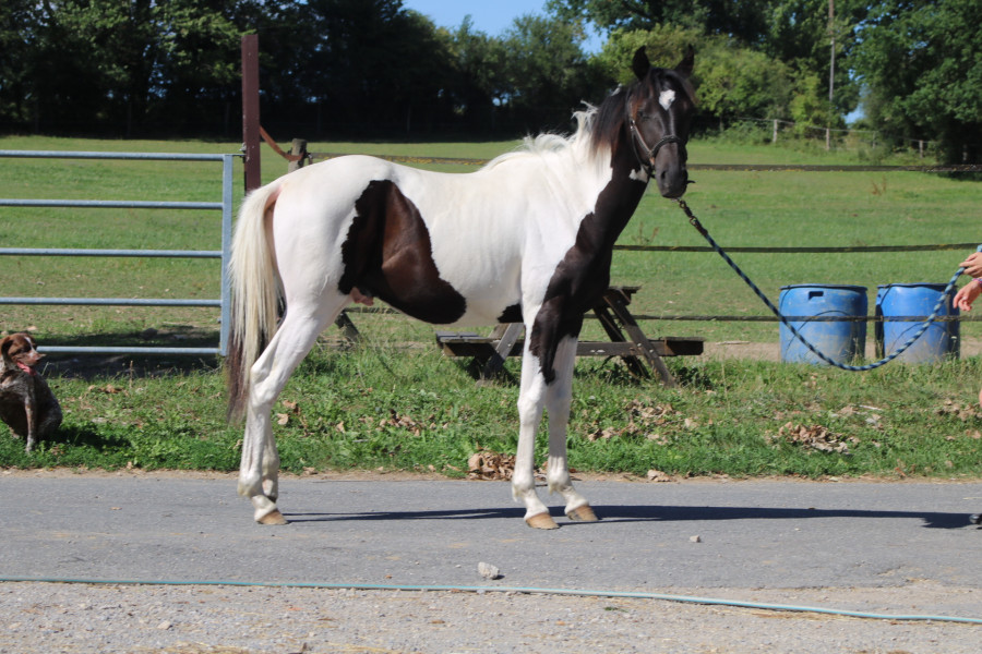 Petites annonces cheval, annonces équestres | ChevalAnnonce.com