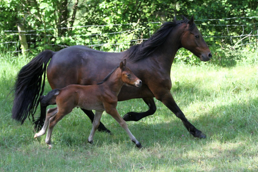 Poneys à vendre, vente et achat de poney | ChevalAnnonce.com