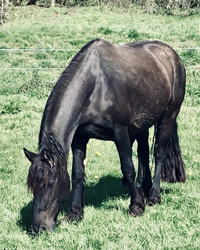 Noms pour chevaux femelle