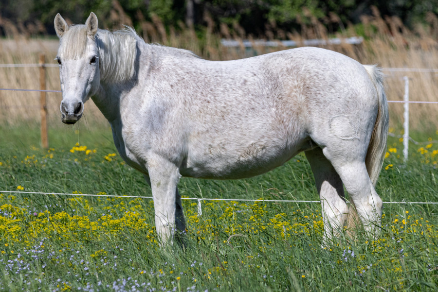 Jument Camargue PP | ChevalAnnonce.com