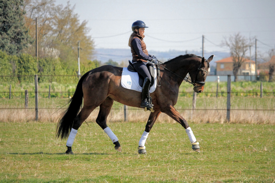 Cheval Annonce - Petites annonces équestres - Cavalier - Chevaux ...