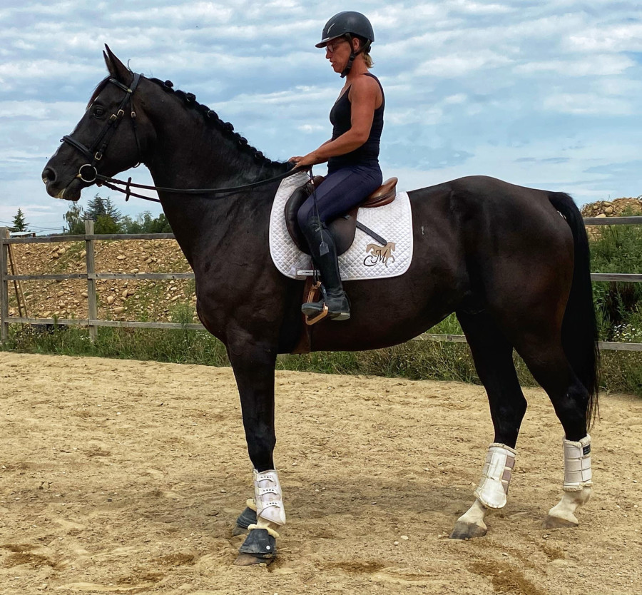 Selle français 8 ans Dressage CSO CCE | ChevalAnnonce.com