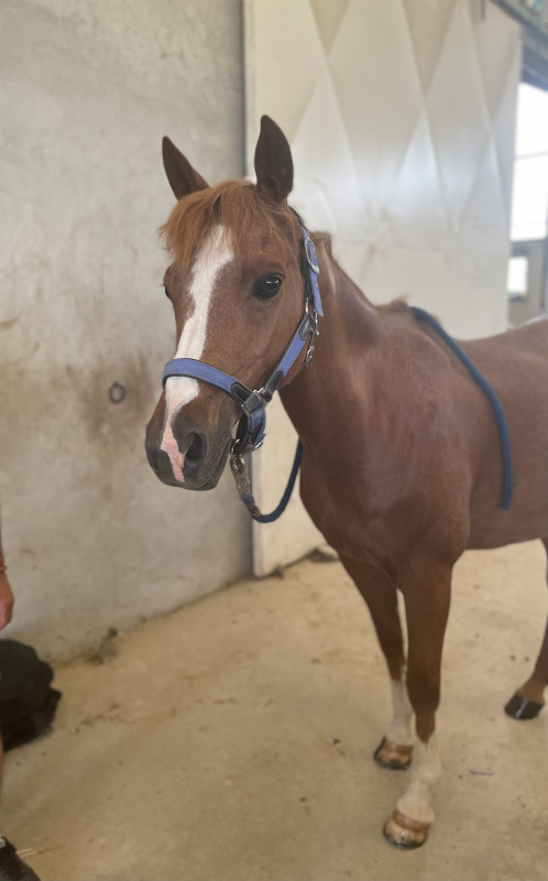 Cheval Annonce - Petites annonces équestres - Cavalier - Chevaux ...