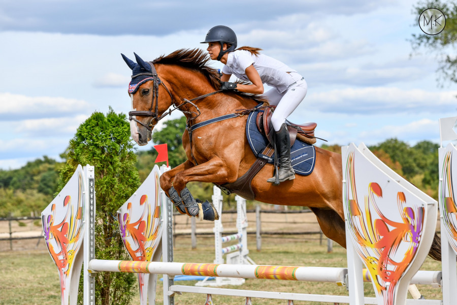 Cheval de cso ou dressage | ChevalAnnonce.com