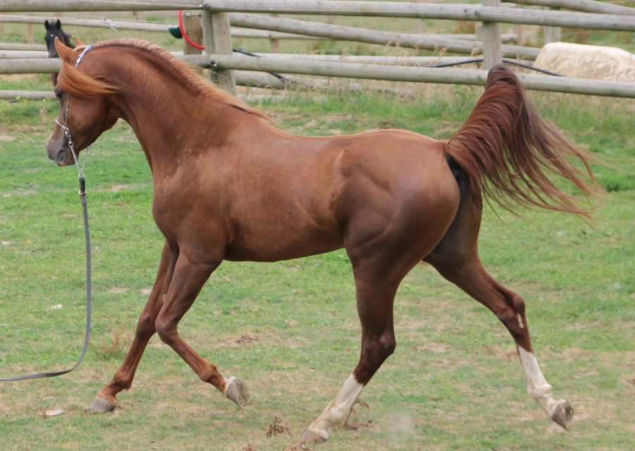 Superbe étalon alezan pour saillies | ChevalAnnonce.com