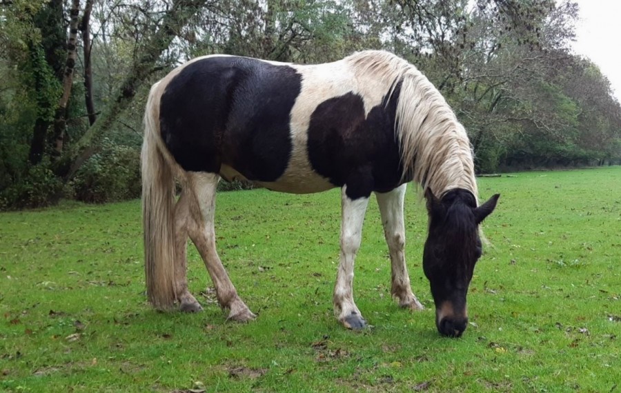 Grand poney pottok Pleins papiers pie | ChevalAnnonce.com