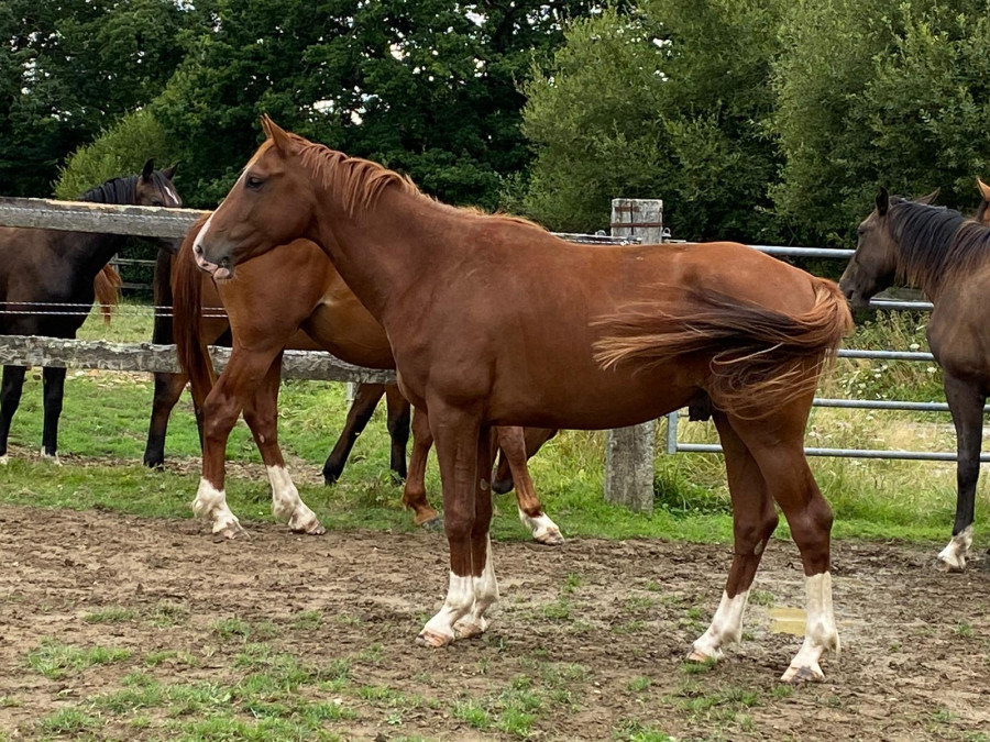 Petites annonces cheval, annonces équestres | ChevalAnnonce.com