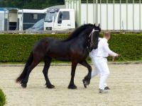 Le cheval Frison, une race à découvrir